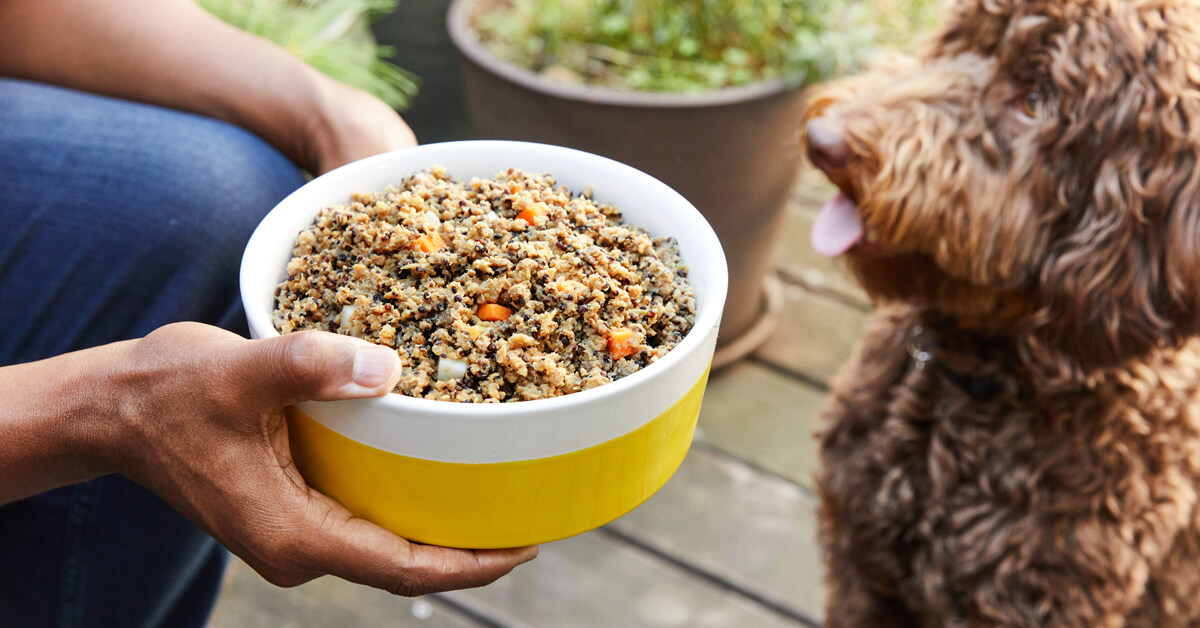 Pet Plate Blog