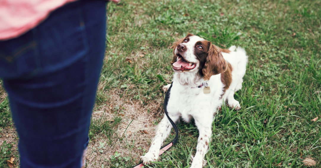 10 Tips for Training a Dog—Most Important Dog Training Rules | PetPlate
