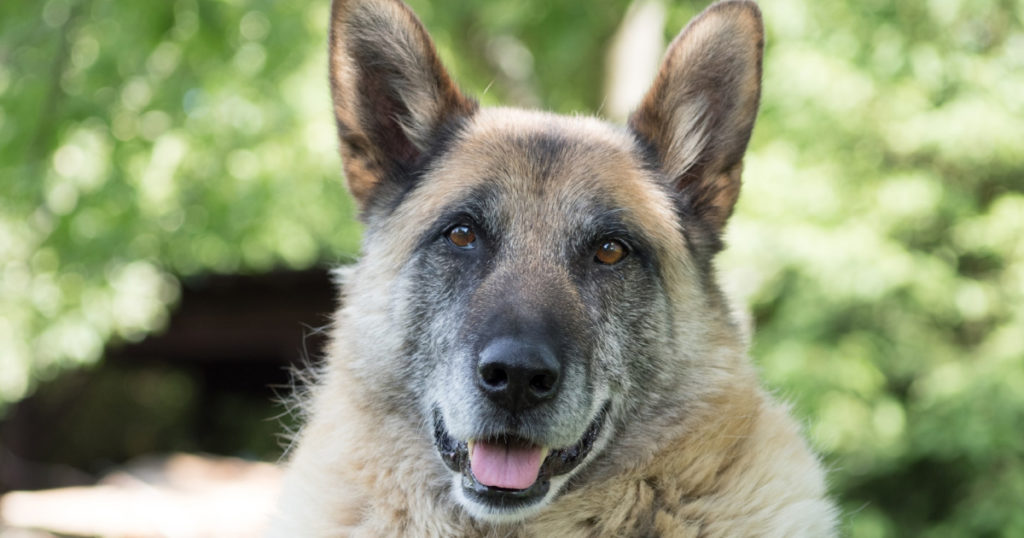 Can You Train an Older Dog? Tips for Training Older Dogs | PetPlate