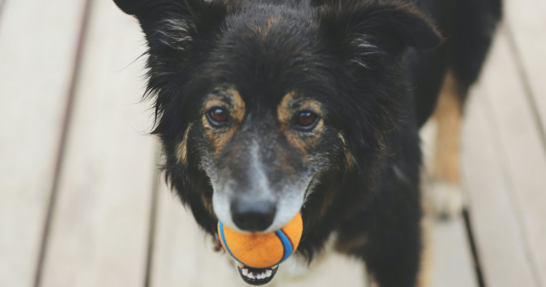 Can You Train an Older Dog? Tips for Training Older Dogs | PetPlate