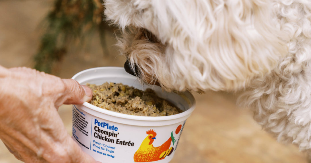 Down, Set, Hike! Tailgate for Dogs Guide | PetPlate